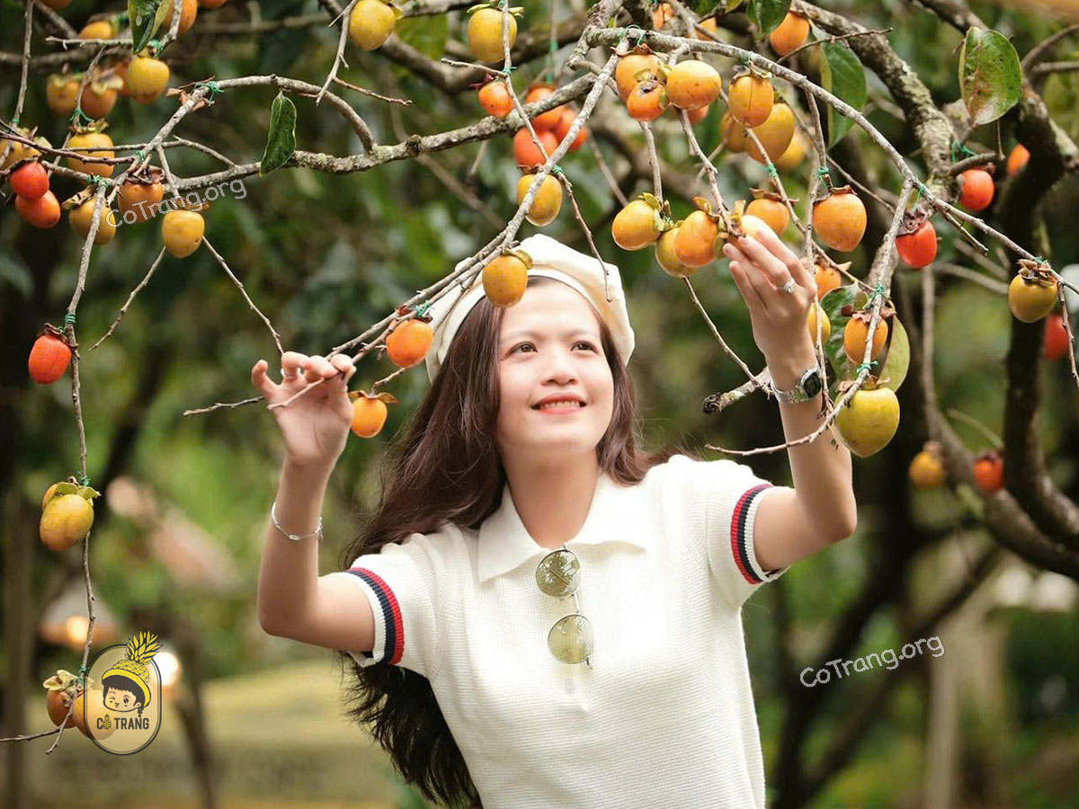 Persimmon Cafe Đà Lạt - Toạ Độ Checkin Vườn Hồng Xinh Xắn, Menu, Review